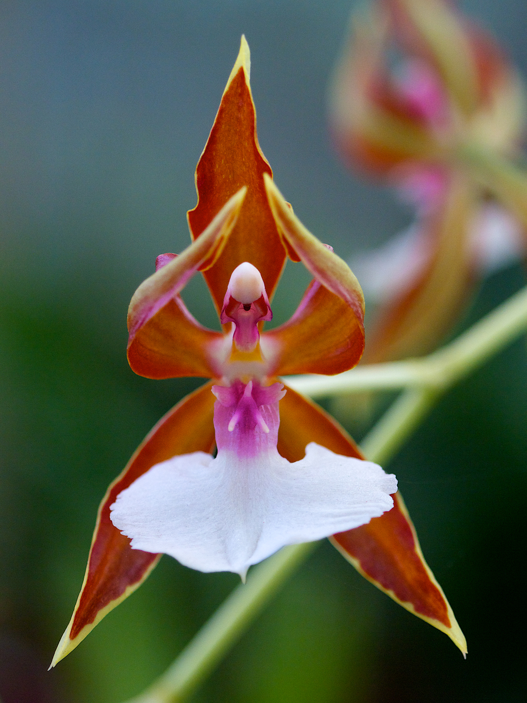 Worlds Most Beautiful Orchid Ever Top 10 Most Beautiful Flowers In The