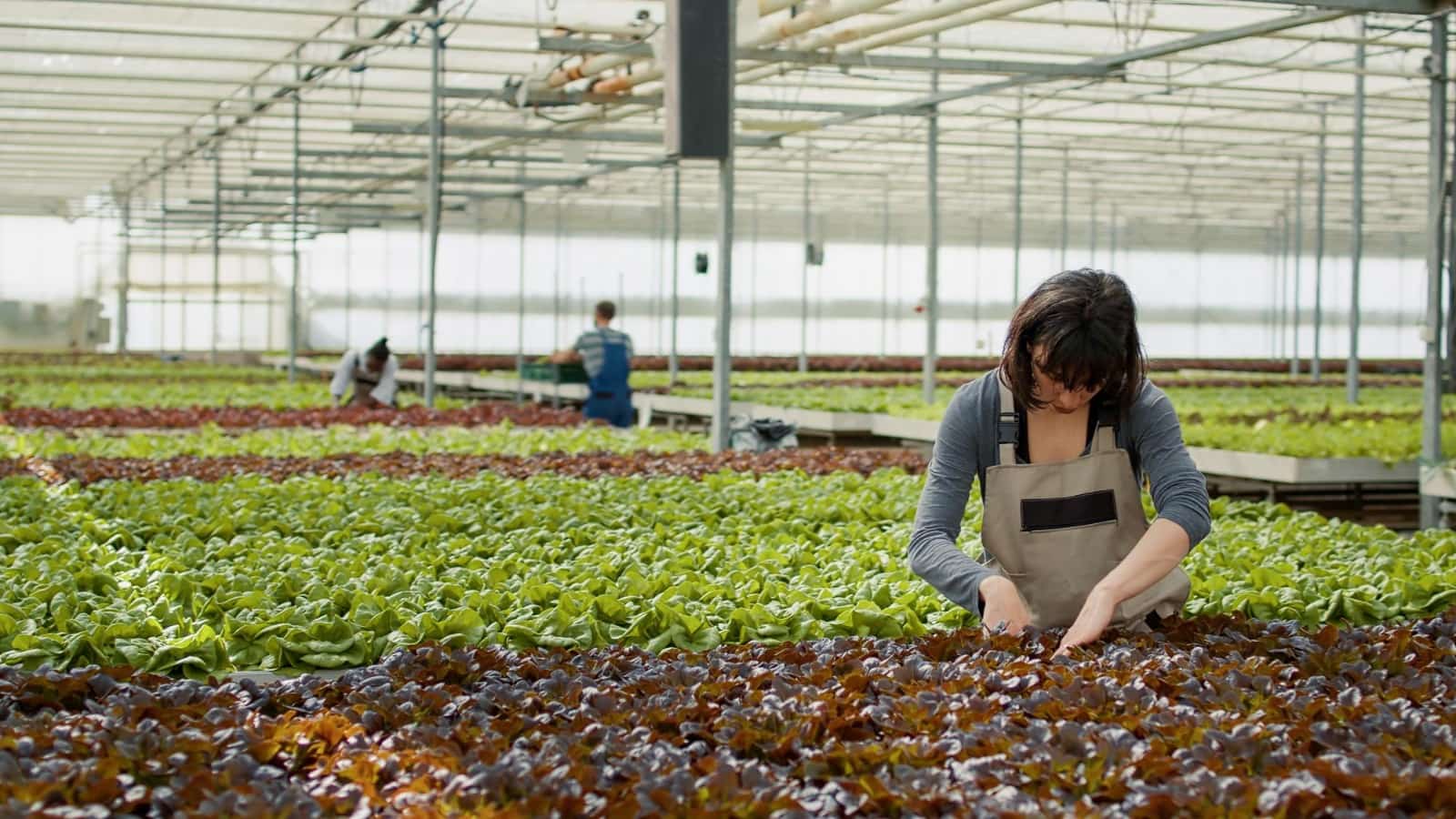 Commercial Hydroponic Growers The Complete Guide To Hydroponic Growing