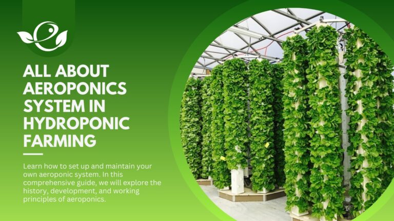 Aeroponics: A Comprehensive Guide - Envirevo Agritech