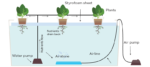 Deep Water Culture (DWC) in hydroponics: A Beginner's Guide