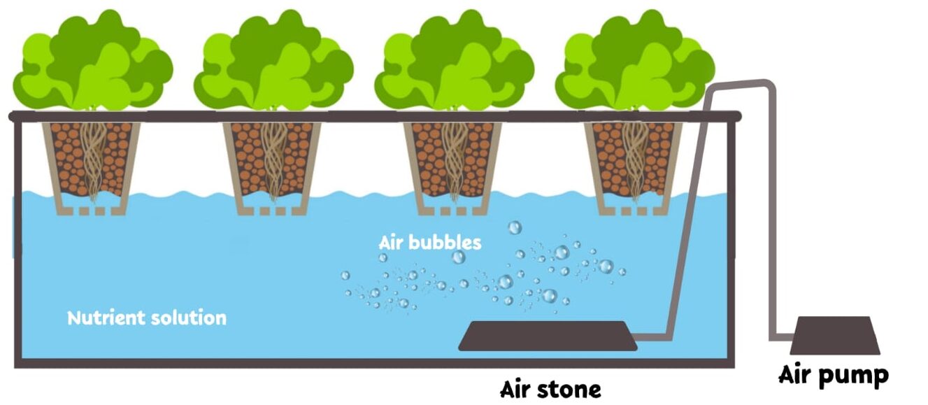 Deep Water Culture (DWC) in hydroponics: A Beginner's Guide