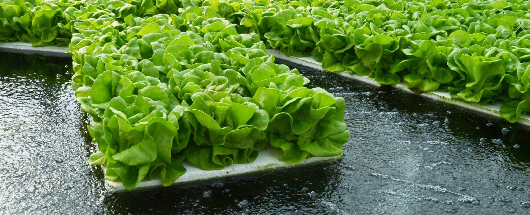 Essential Guide to pH and EC Management in Hydroponics