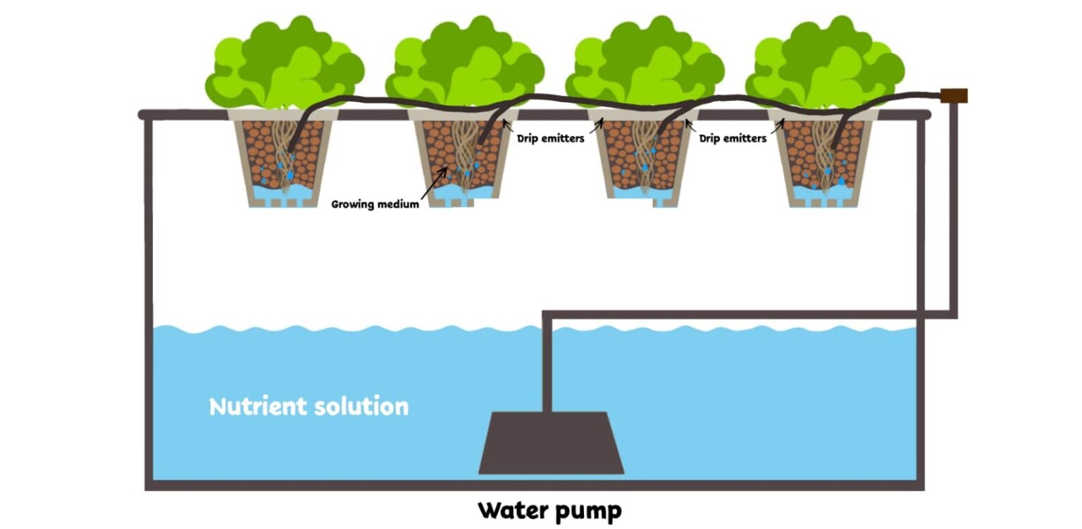 Drip Irrigation in Hydroponics: A Beginner's Guide