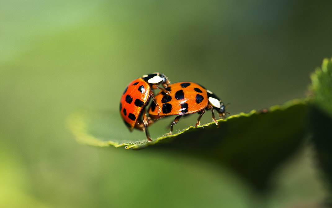 Beneficial Insects in Hydroponics: Enhancing Sustainable Cultivation ...