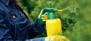 Foliar Feeding 101: A Comprehensive Guide