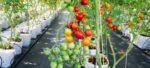 Growing Tomatoes in Hydroponics: A Comprehensive Guide - Envirevo Agritech
