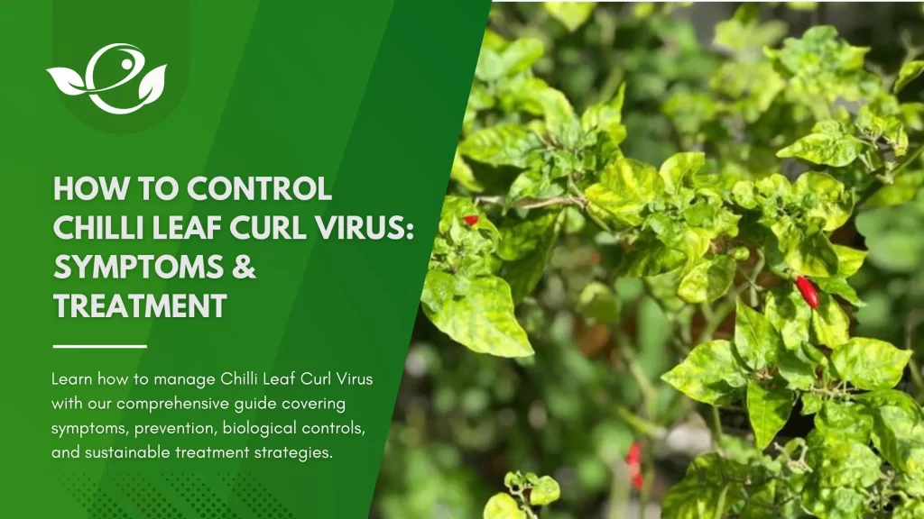 How to Control Chilli Leaf Curl Virus: Symptoms & Treatment