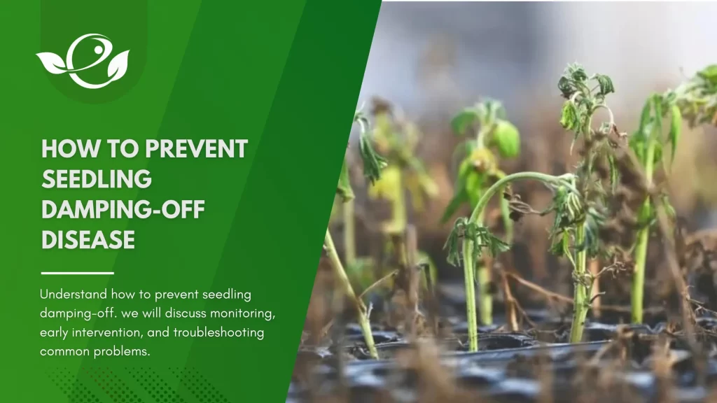 How to Prevent Seedling Damping-off Disease