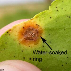 Citrus canker disease treatment & Symptoms