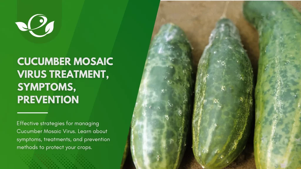 Cucumber mosaic virus treatment, Symptoms, Prevention