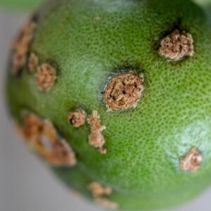 Citrus canker disease treatment & Symptoms