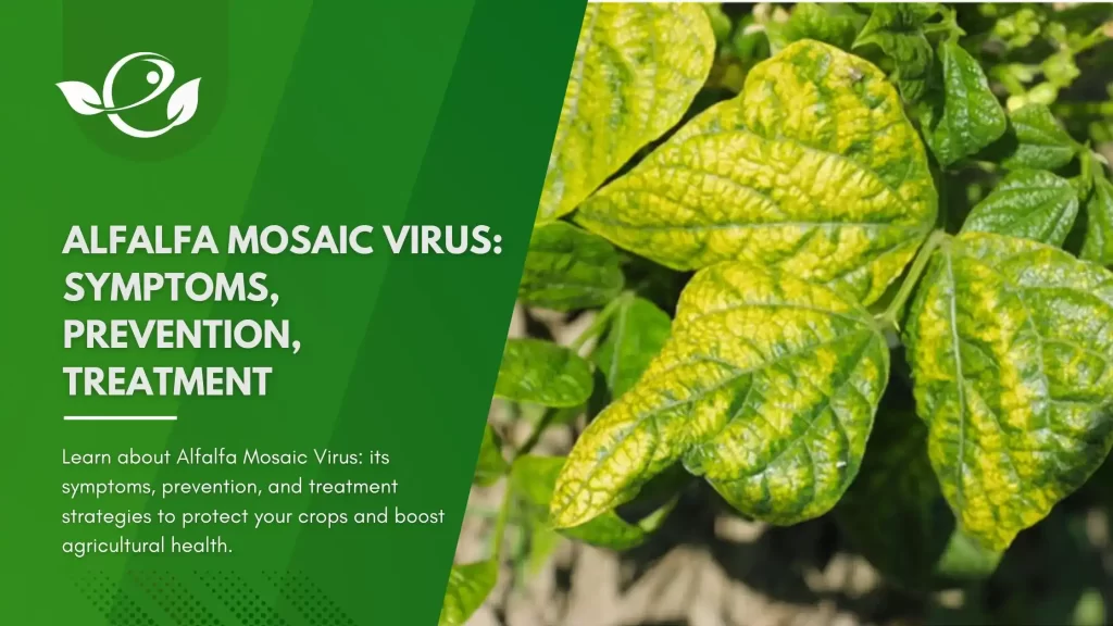 Alfalfa Mosaic Virus: Symptoms, Prevention, Treatment