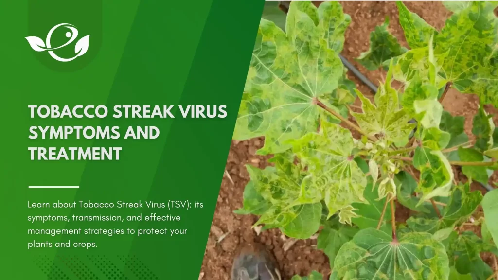 Tobacco streak virus symptoms and Treatment