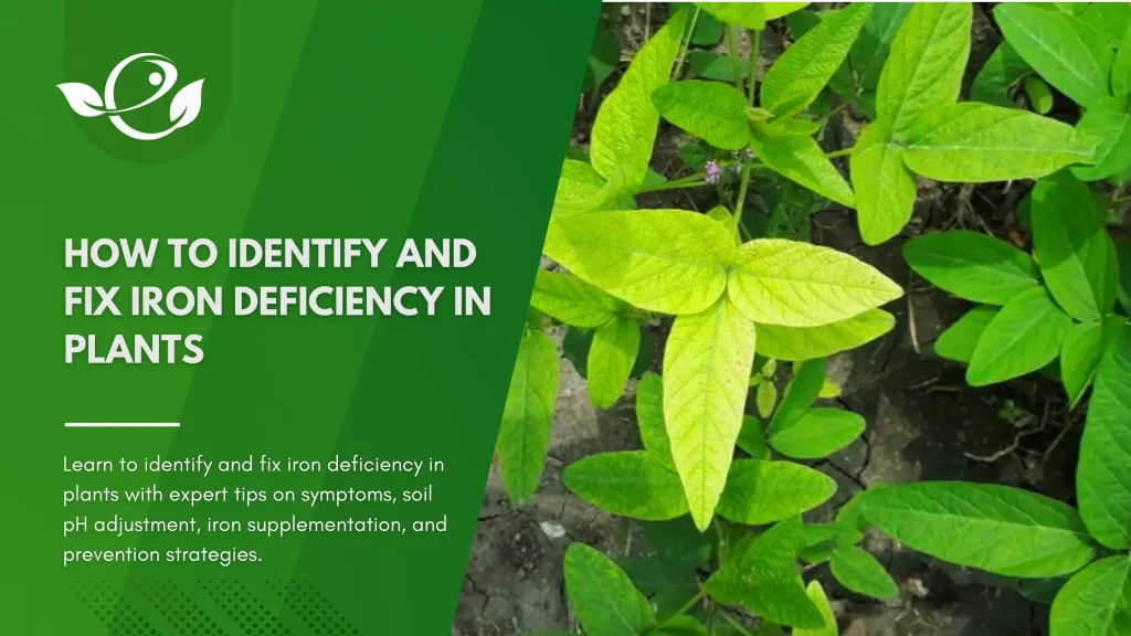 How to Identify & Fix Iron Deficiency in Plants