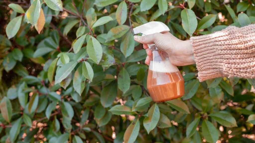 How To Treat Citrus Snow Scale: 10 Best Organic Treatments