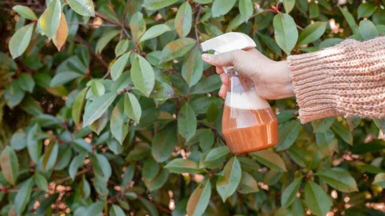 How To Treat Citrus Snow Scale: 10 Best Organic Treatments