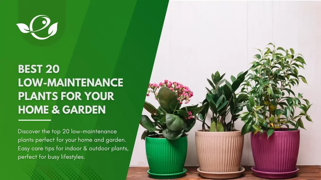 Best 20 Low-Maintenance Plants for Your Home & Garden