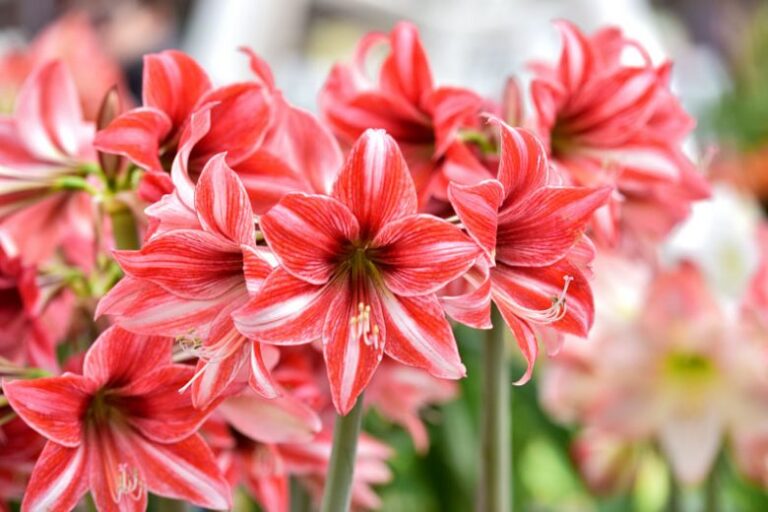 100+ Flower Names List with Pictures