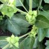 Top 25 Shrubs Plants in India