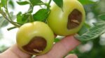 How to Fix Calcium Deficiency in Plants: 2024 Guide