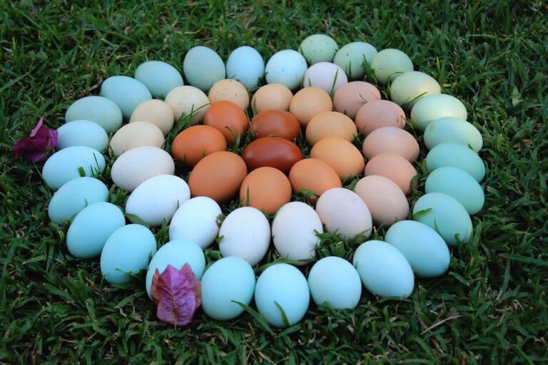 Chicken Egg Color: Top 14 Chicken Breeds for Colorful Eggs