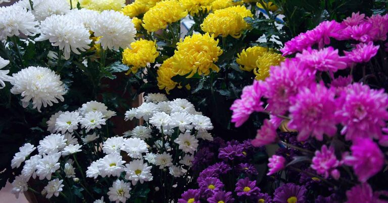 100+ Flower Names List with Pictures