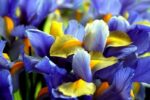 100+ Flower Names List with Pictures