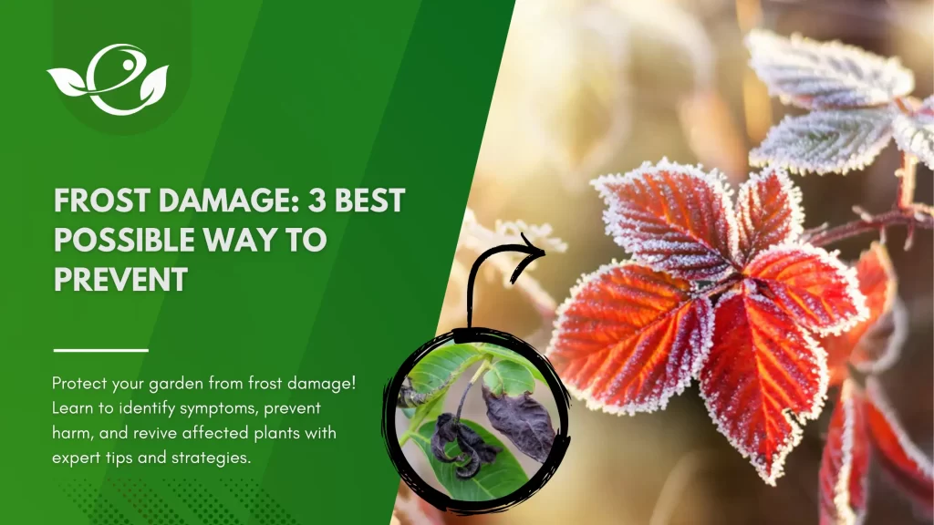 Frost Damage: 3 Best possible way to prevent