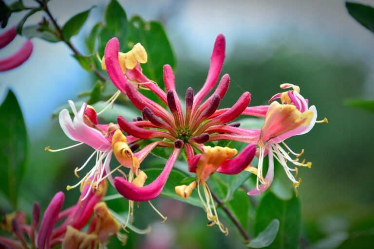 100+ Flower Names List with Pictures