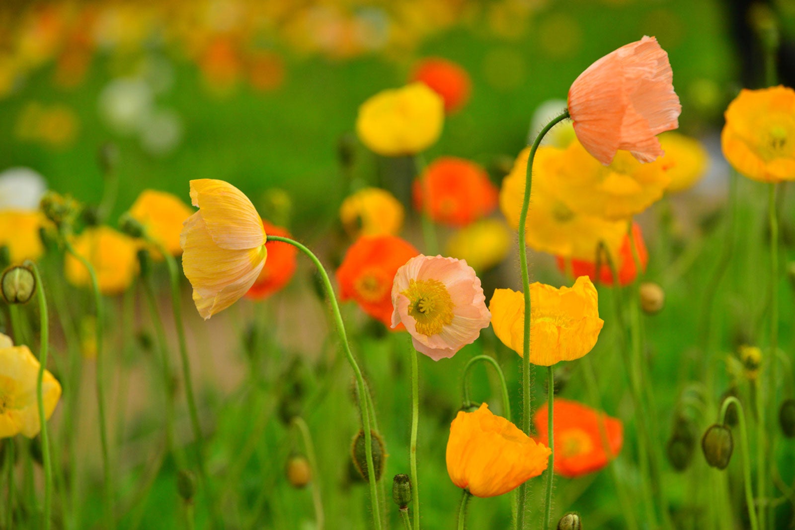 100+ Flower Names List with Pictures