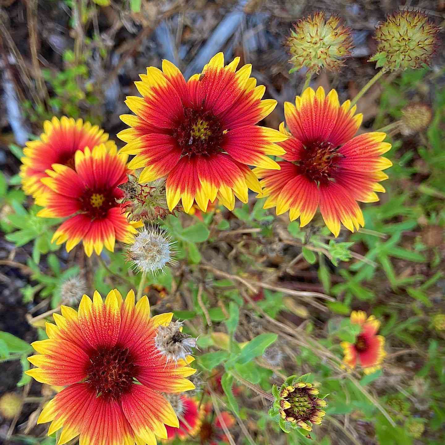 100+ Flower Names List with Pictures