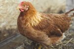 Chicken Egg Color: Top 14 Chicken Breeds for Colorful Eggs