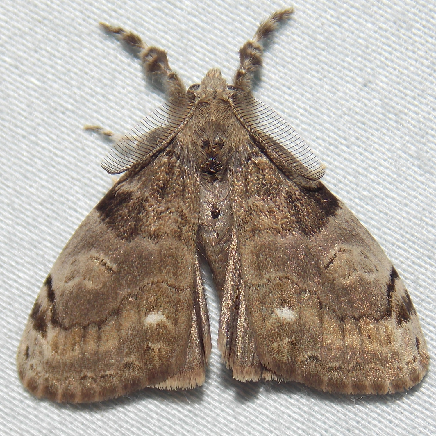 Tussock Moth Control: Best Easy Treatment Options