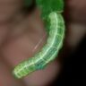 Identify 25 Types of Green Caterpillars in Your Garden