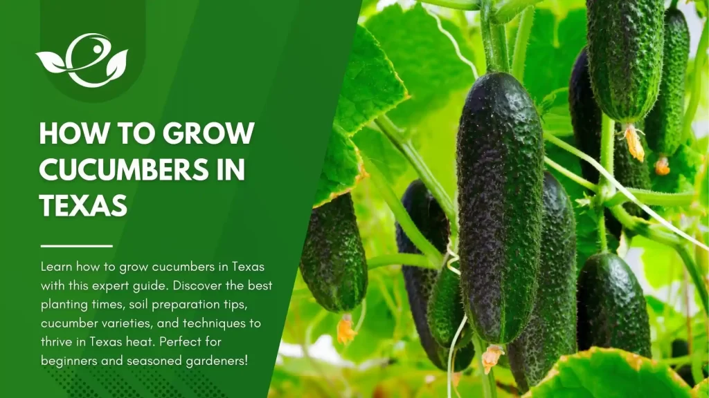 How To Grow Cucumbers In Texas