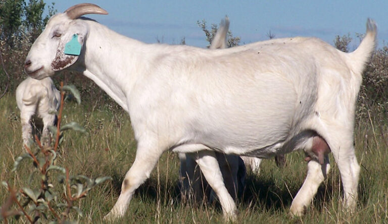 Top 20 Most Popular Goat Breeds