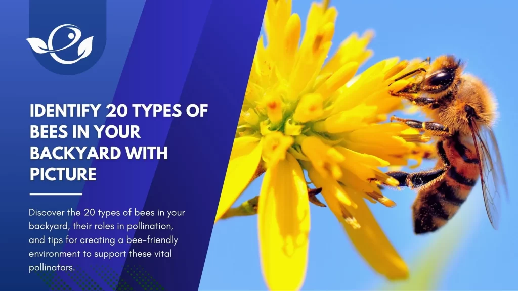 Identify 20 Types of Bees In Your Backyard With Picture