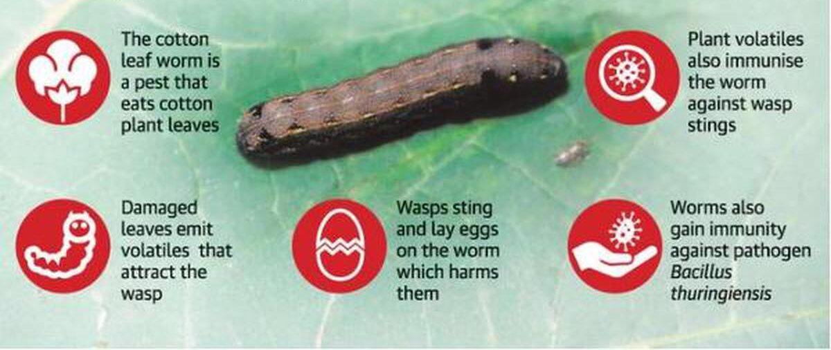 How to Get Rid of Cotton Leafworm (Spodoptera littoralis)