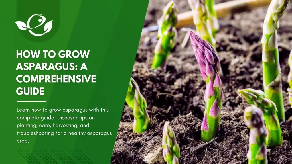 How To Grow Asparagus: A comprehensive Guide