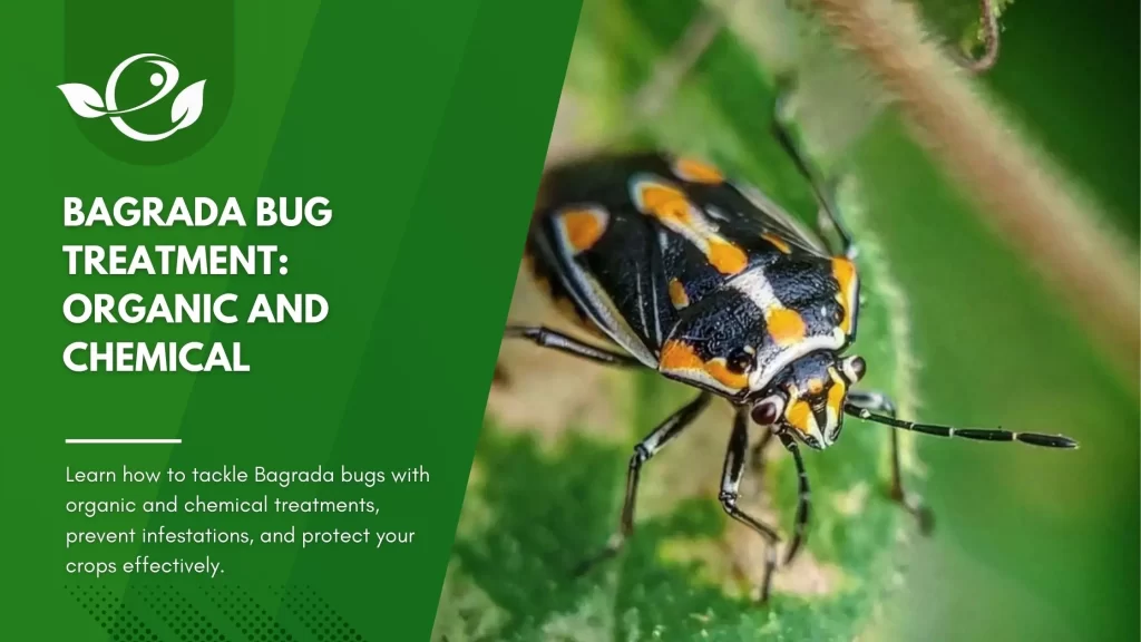 Bagrada bug treatment: Organic and Chemical