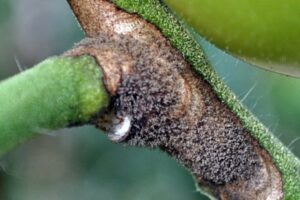 How To Treat Botrytis Blight- Best Botrytis blight fungicide