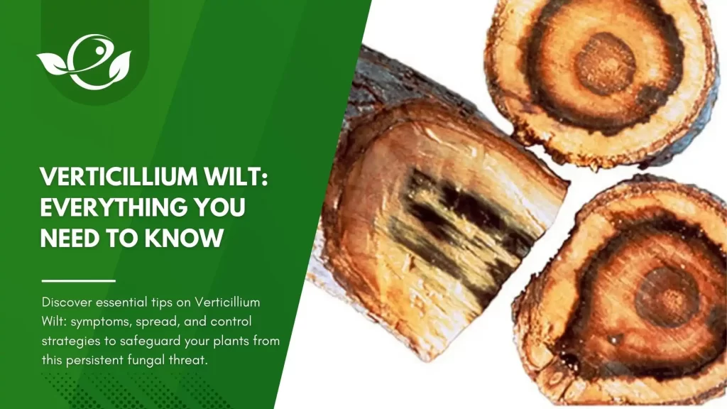 Verticillium Wilt: Everything you Need to Know