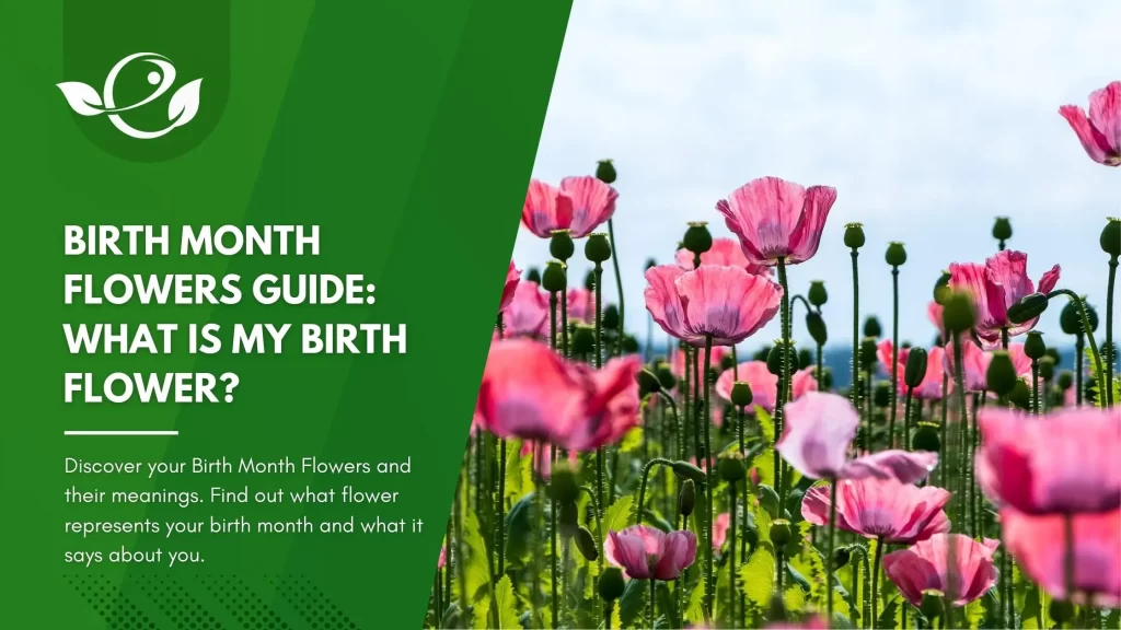 Birth Month Flowers Guide: What Is My Birth Flower?