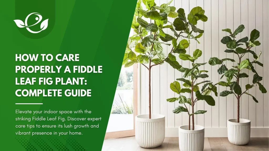 How to Care Properly a Fiddle Leaf Fig Plant: Complete Guide