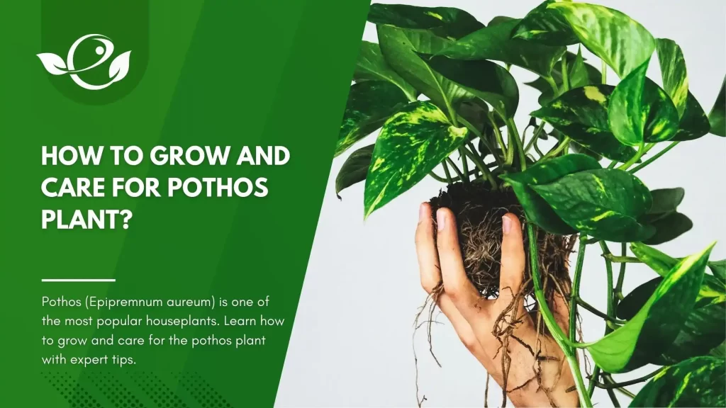 How to Grow and Care for Pothos Plant?