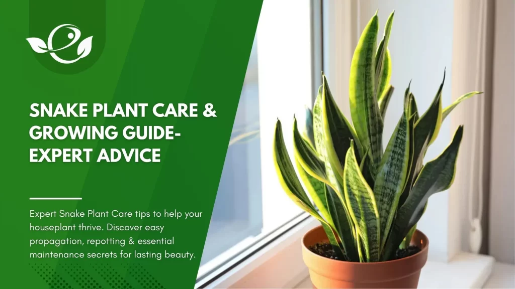 Snake Plant Care & Growing Guide- Expert Advice
