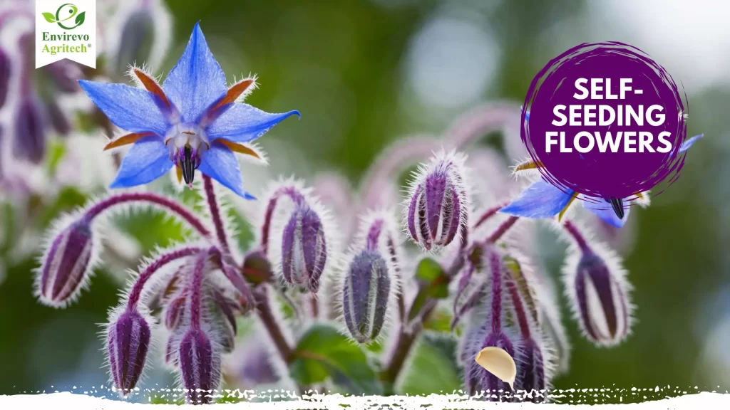 No More Replanting! Discover 15 Self-Seeding Flowers