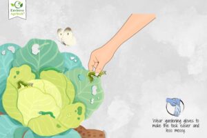 Cabbage Worm Invasion? Here’s How to Get Rid of Them FAST!