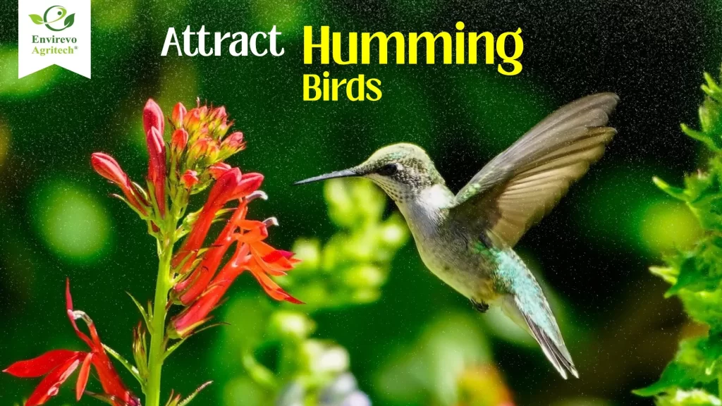 Tricks to Attract Hummingbirds to Your Yard All Season Long