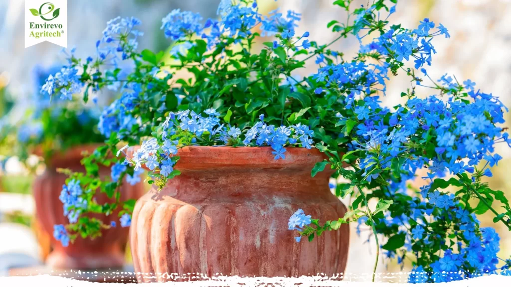 Plumbago Plants - How to Grow and Care for Plumbago Plants